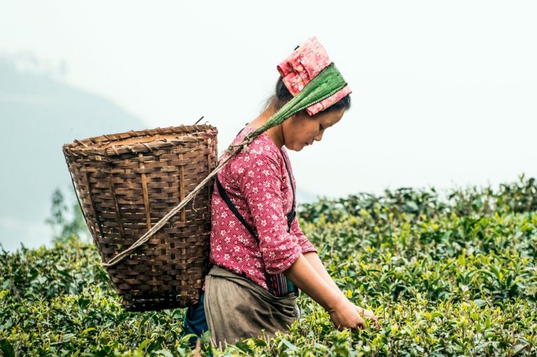 Why Did God Put a Man to Death for Gathering Sticks on the Sabbath Day ...